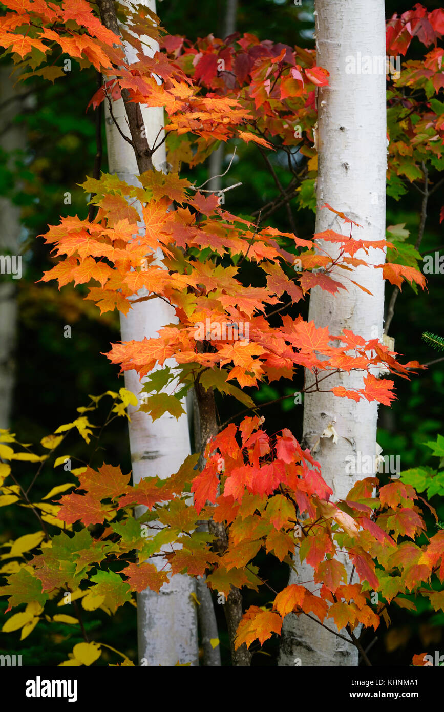 Maple (Acer sp) trees in autumn, Mont-Tremblant, Quebec, Canada Stock ...