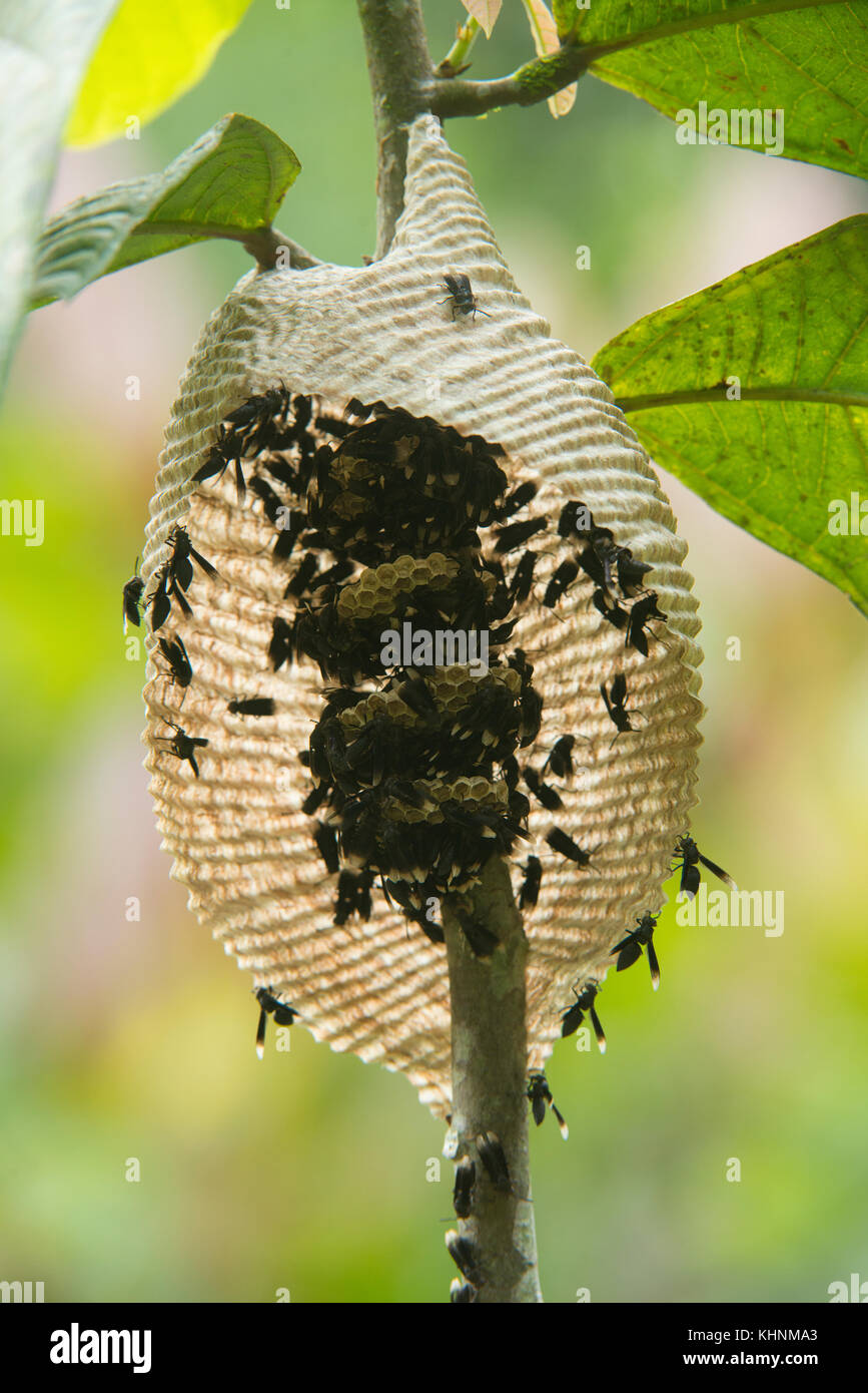 Wasp (Vespidae) group at nest, Choco Rainforest, Ecuador Stock Photo ...