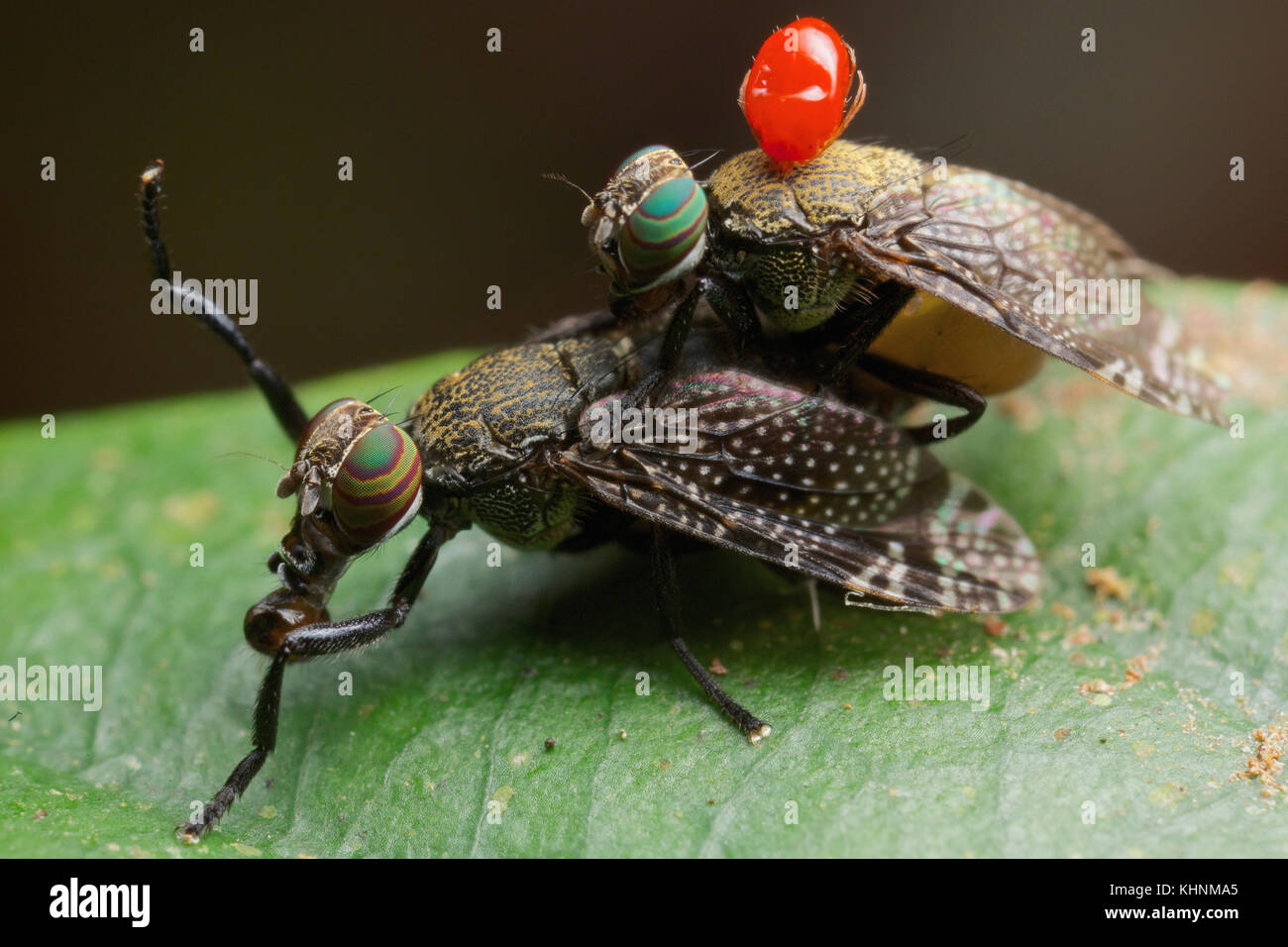 Fruit Fly (Tephritidae) pair mating, with mite on back, Gunung Leuser ...