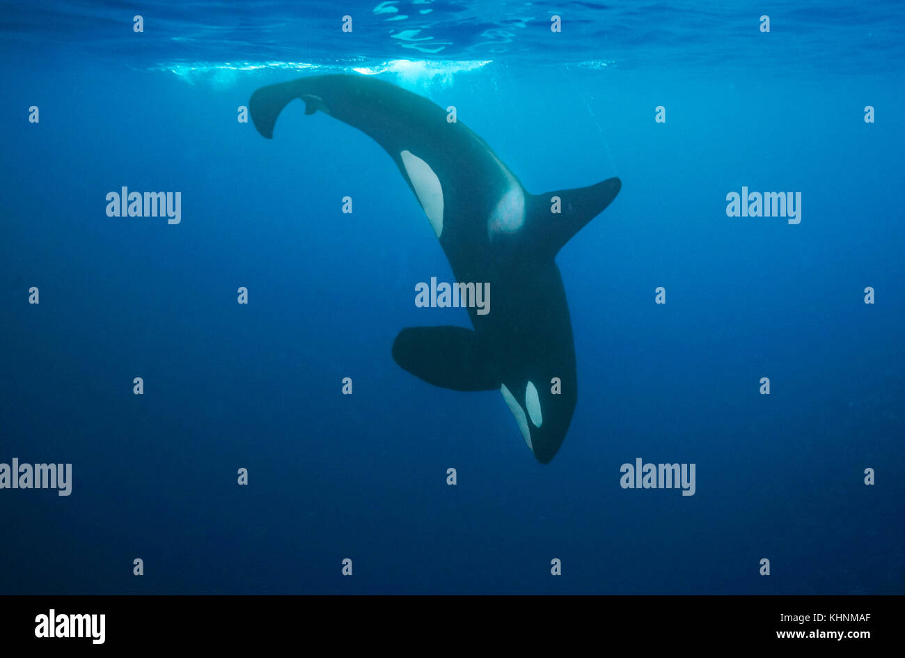 Orca (Orcinus orca) female diving, Senja Fjord, Norway Stock Photo - Alamy