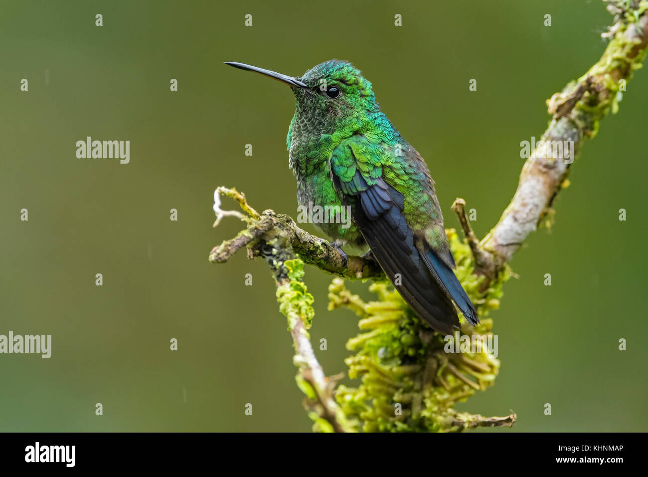 Steely-vented Hummingbird (Amazilia saucerrottei), Las Tangaras Bird ...