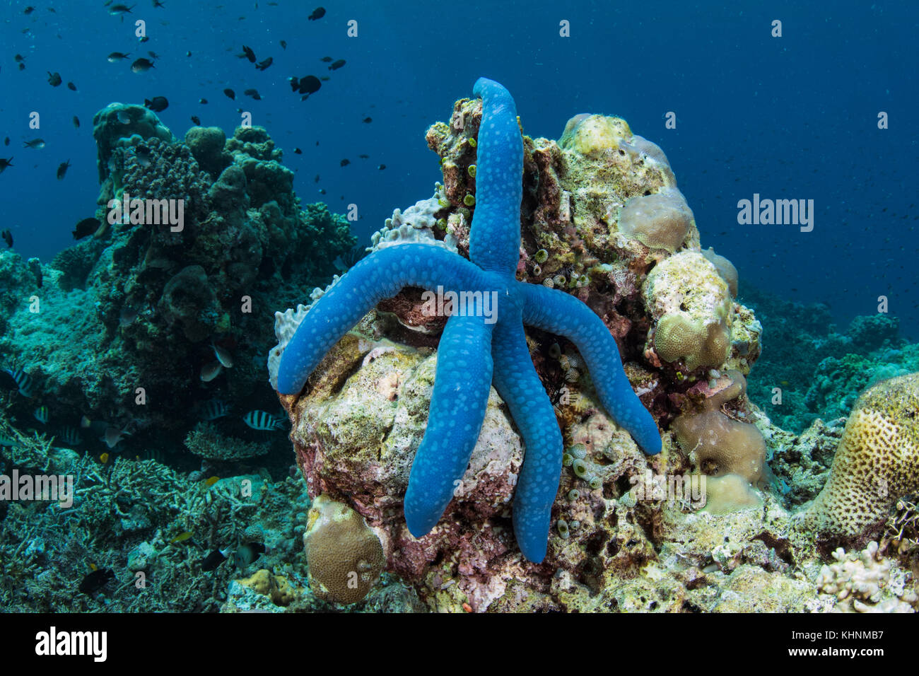 Blue Sea Star (Linckia laevigata), Lesser Sunda Islands, Indonesia ...