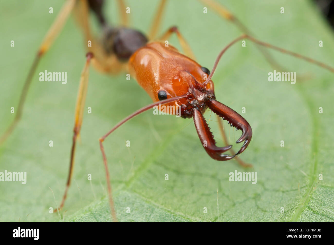 Ant (Odontomachus erythrocephalus), Mount Isarog National Park ...