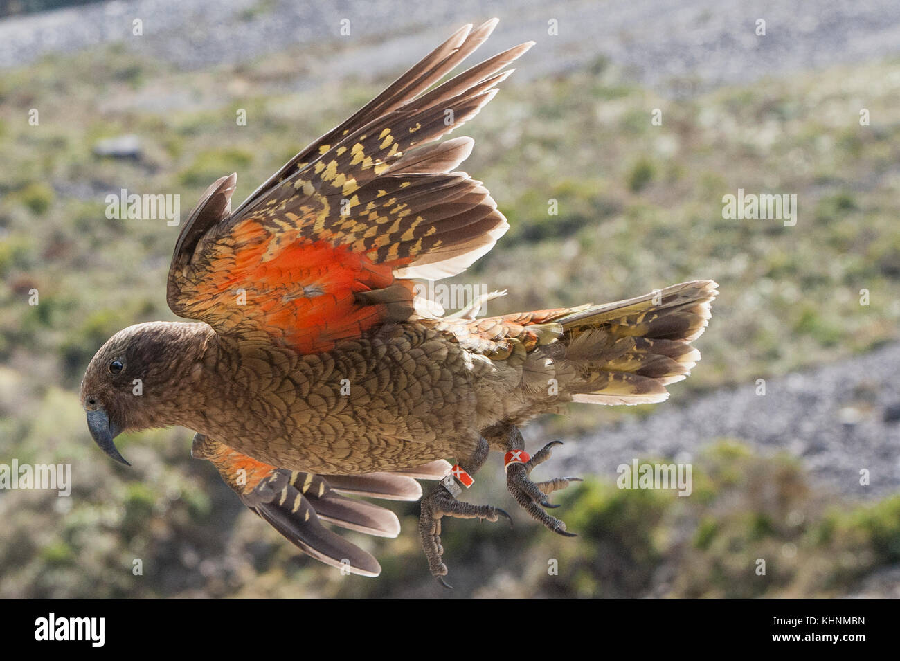 Kea (Nestor notabilis) flying, Arthur's Pass National Park, Southern ...
