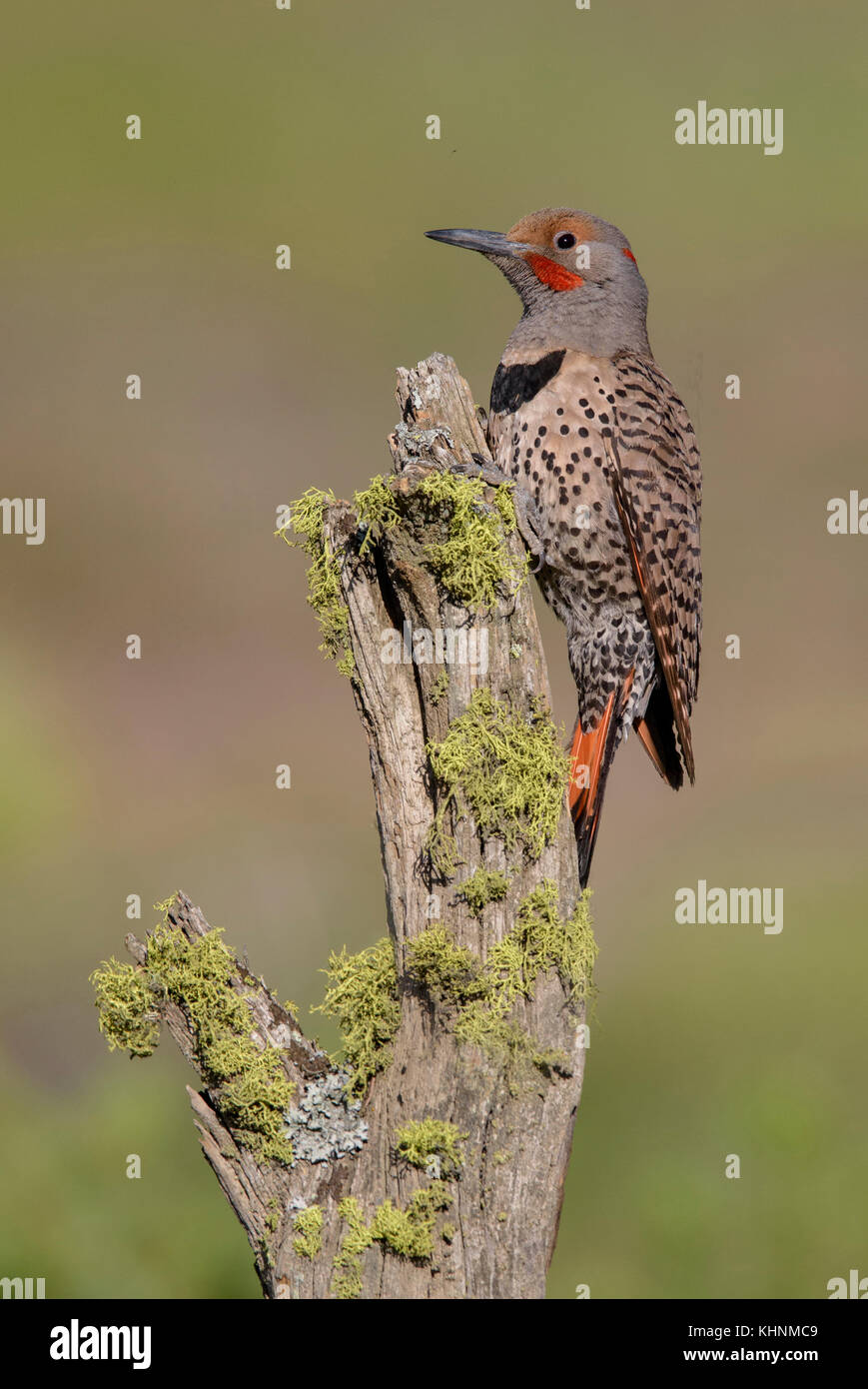 Northern Flicker (Colaptes auratus) male, British Columbia, Canada ...