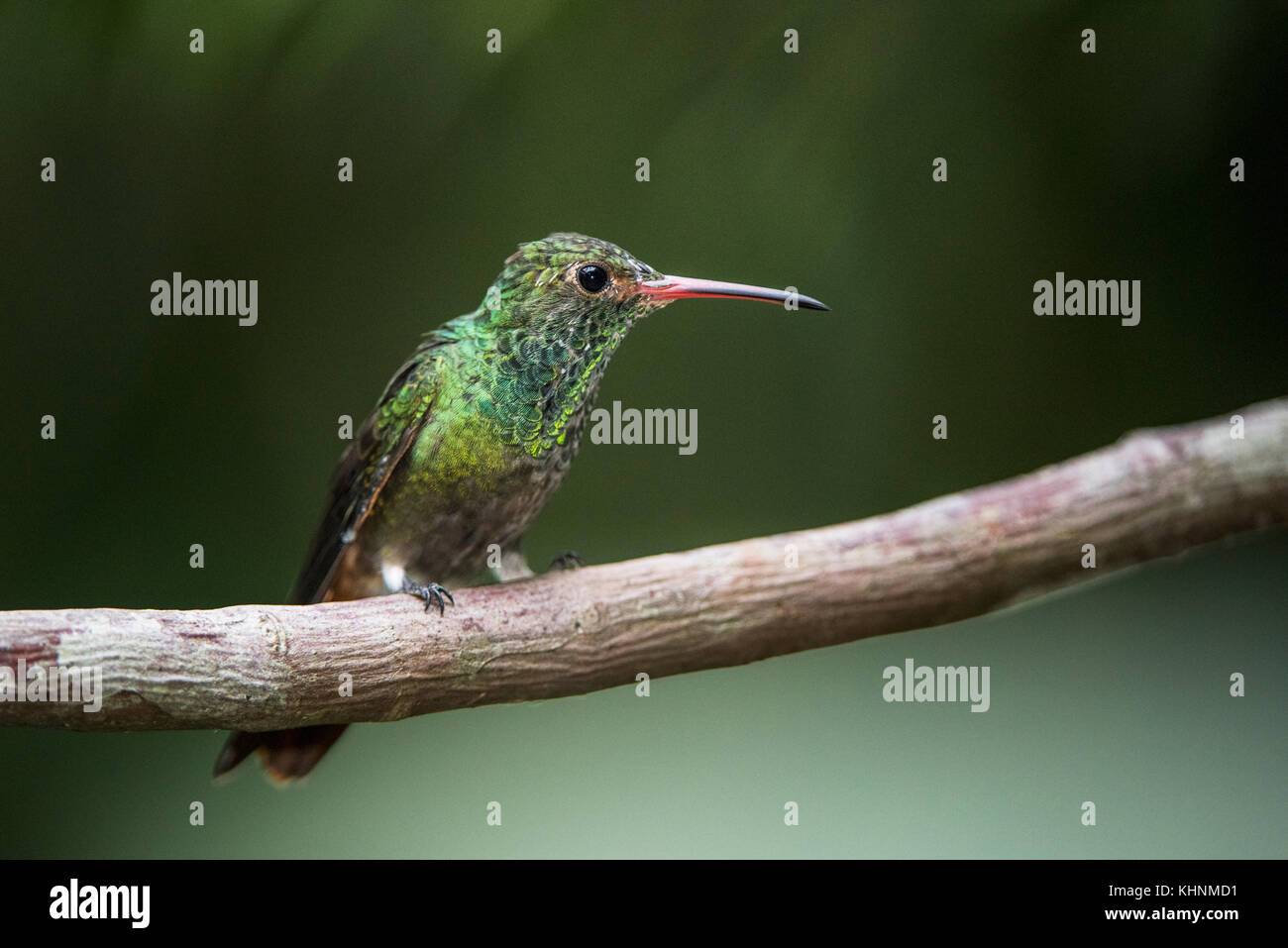 Rufous Tailed Hummingbird Amazilia Tzacatl Male Mindo Cloud Forest