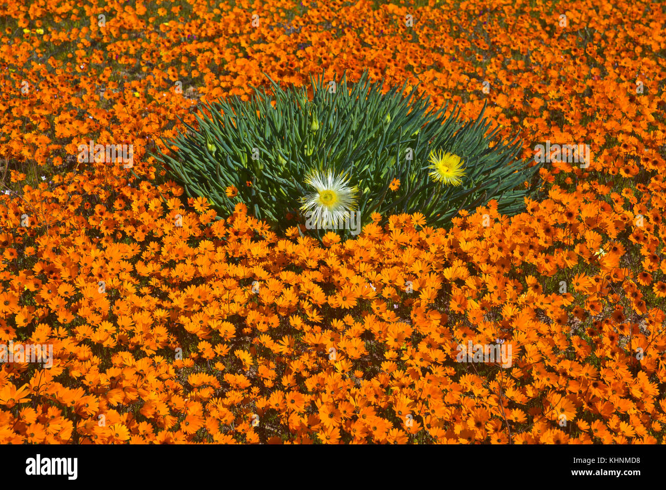 Glandular Cape Marigold (Dimorphotheca sinuata) and Narrow-leaved ...