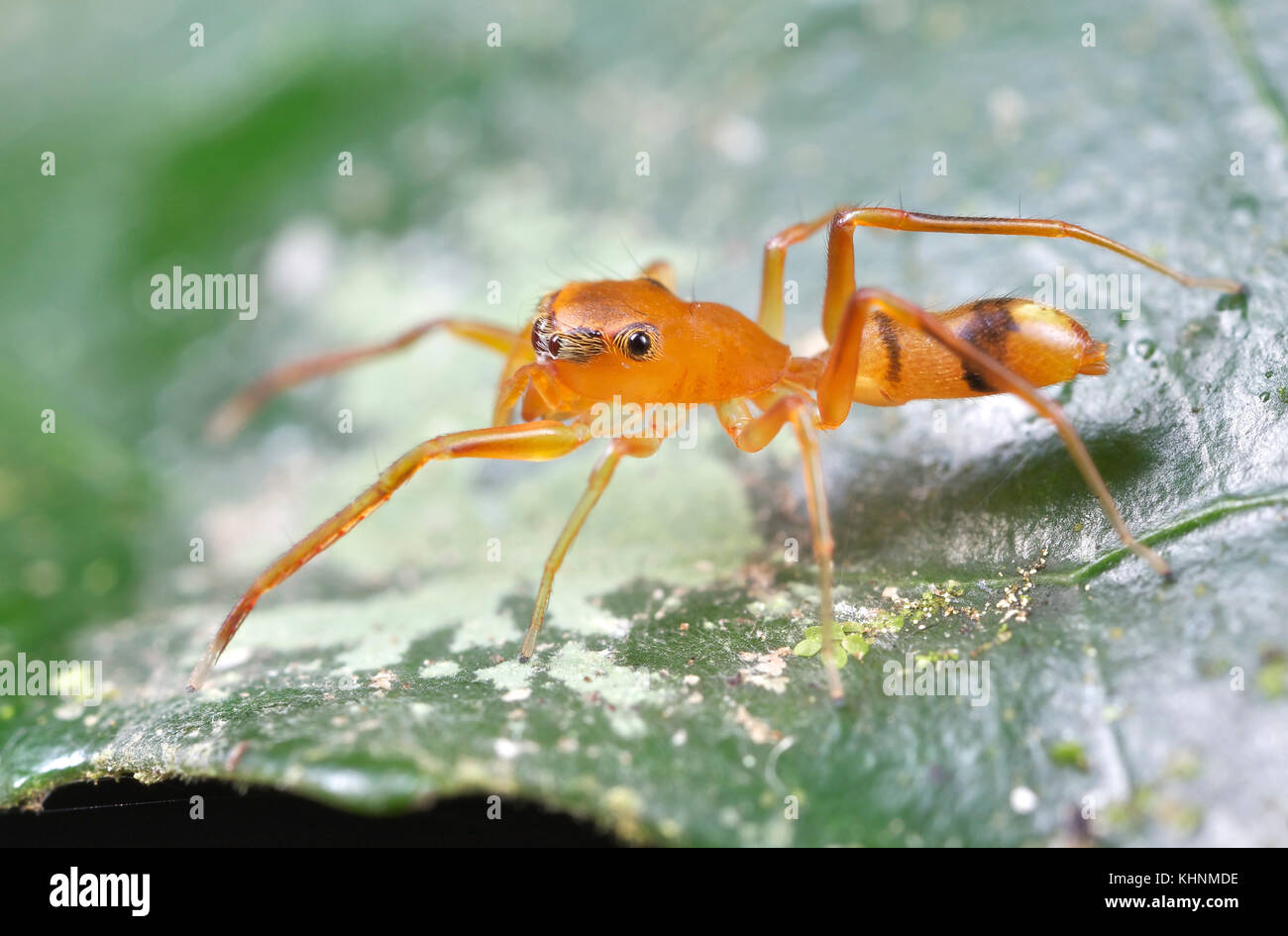 Ant mimicking spider myrmarachne sp hi-res stock photography and images ...
