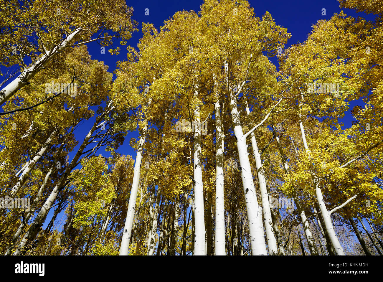 Quaking Aspen (Populus tremuloides) forest in fall, Colorado Stock ...