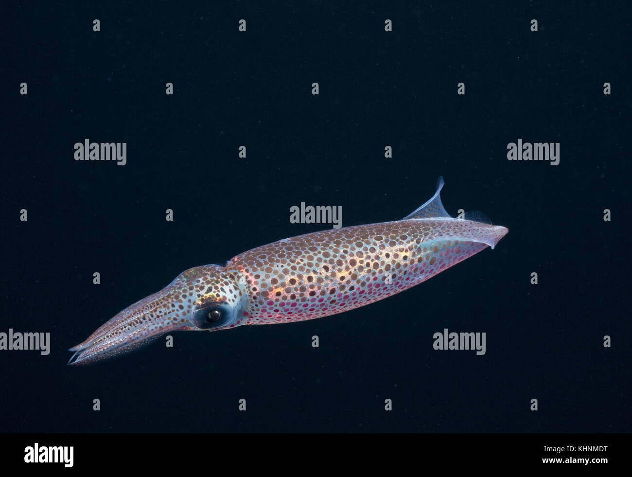 Squid (Loligo sp) at night, Nine Mile Bank, California Stock Photo - Alamy