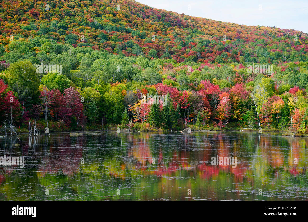 Maple (Acer sp) trees along lake in deciduous forest in autumn, Mont ...