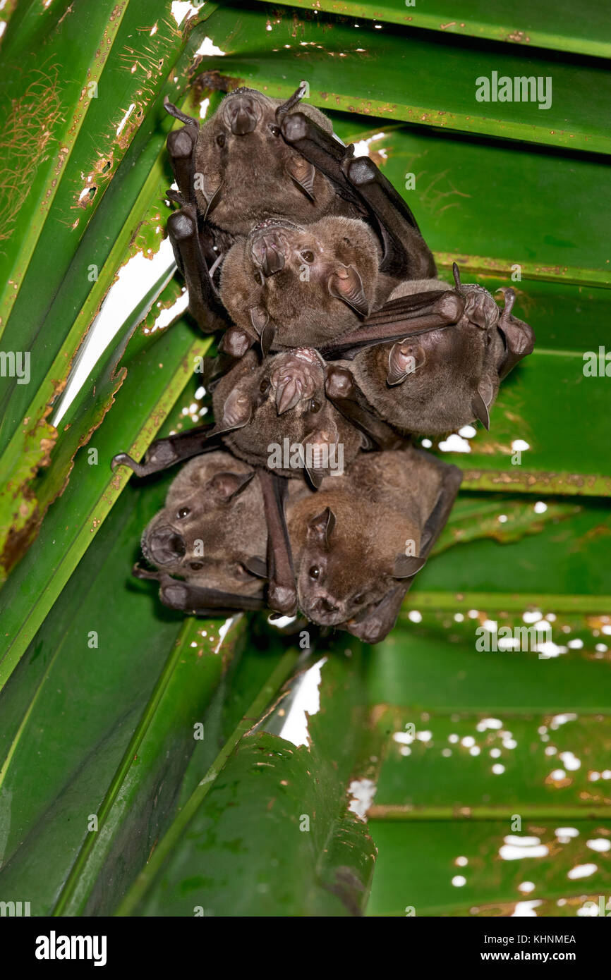 Silky Short-tailed Bat (Carollia brevicauda) group roosting, Osa ...