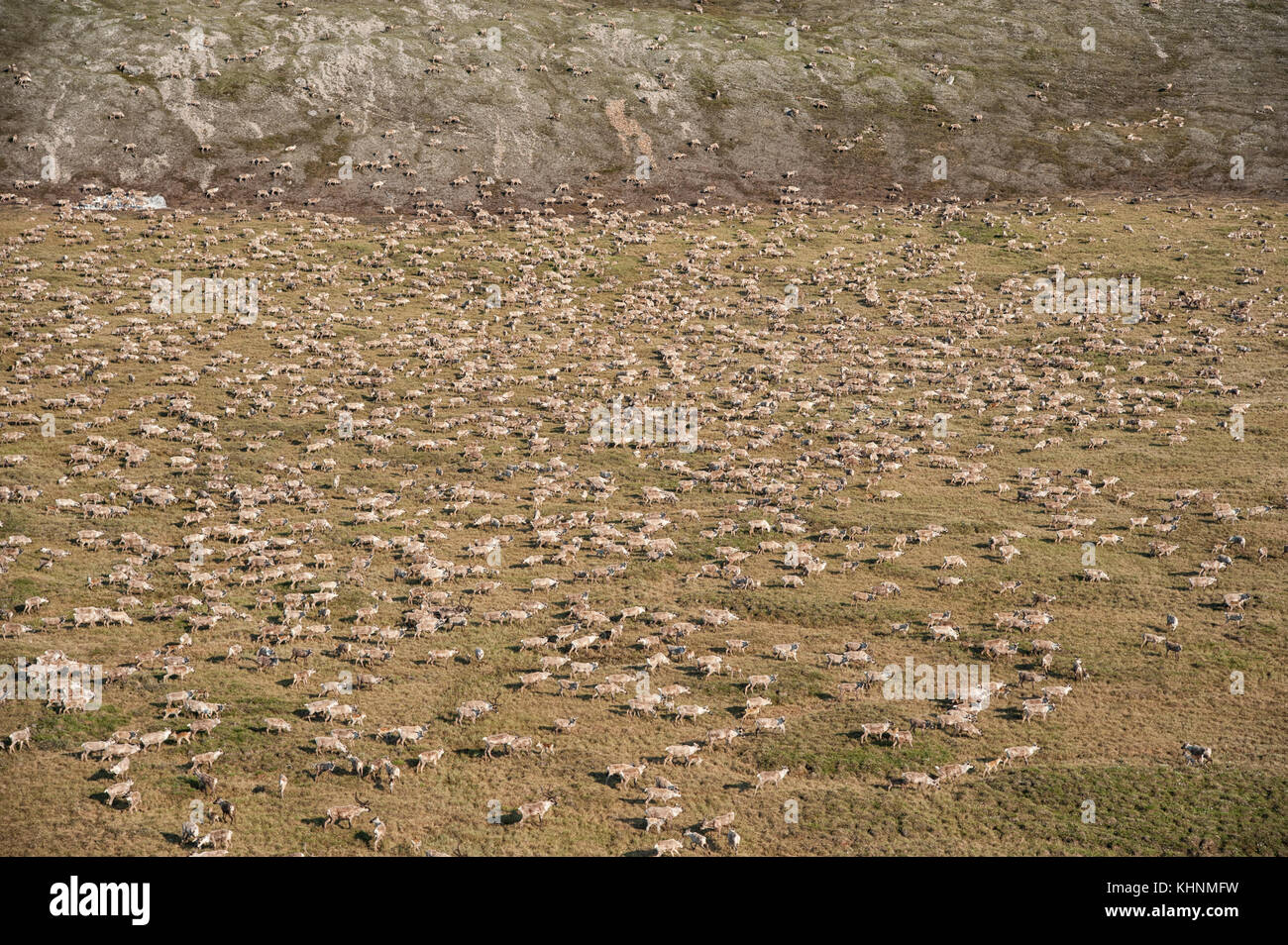 Caribou (Rangifer tarandus), aerial of the Porcupine herd migrating on ...