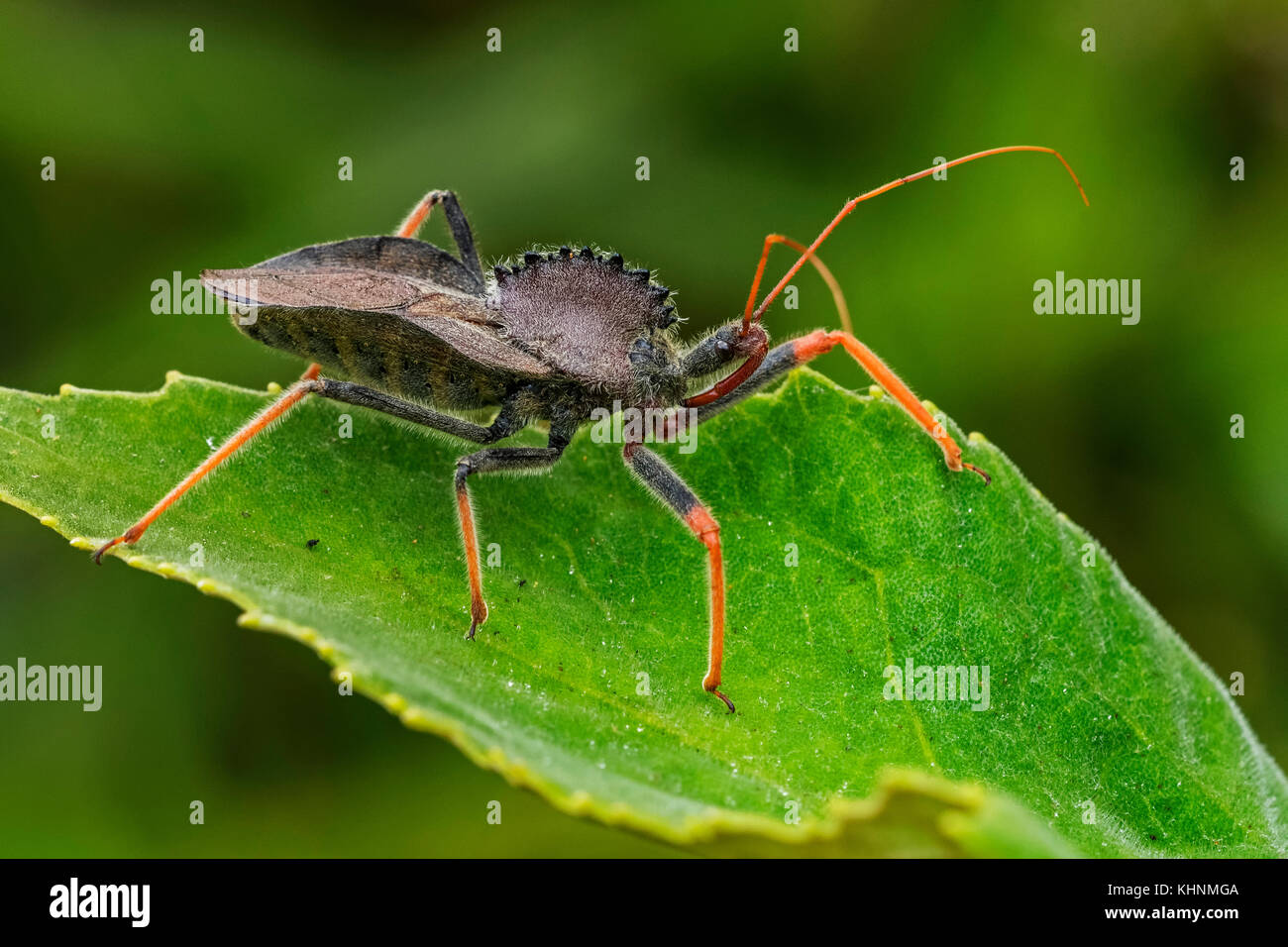 Cog-wheel Assasin Bug (Arilus carinatus), Guacharo Cave National Park ...