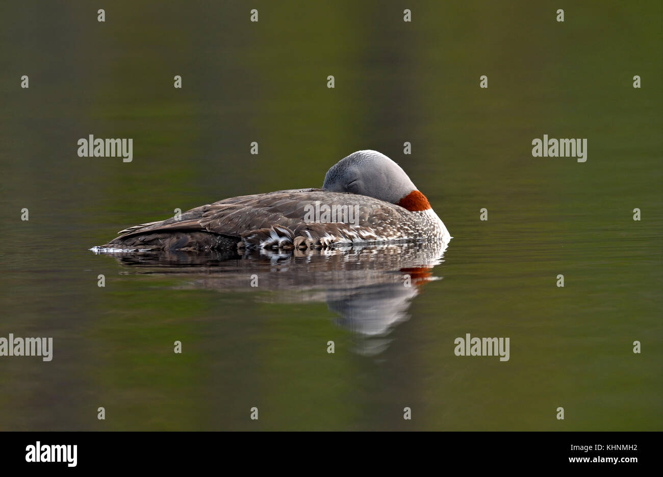 Red-throated Loon (Gavia stellata) sleeping, Sweden Stock Photo - Alamy