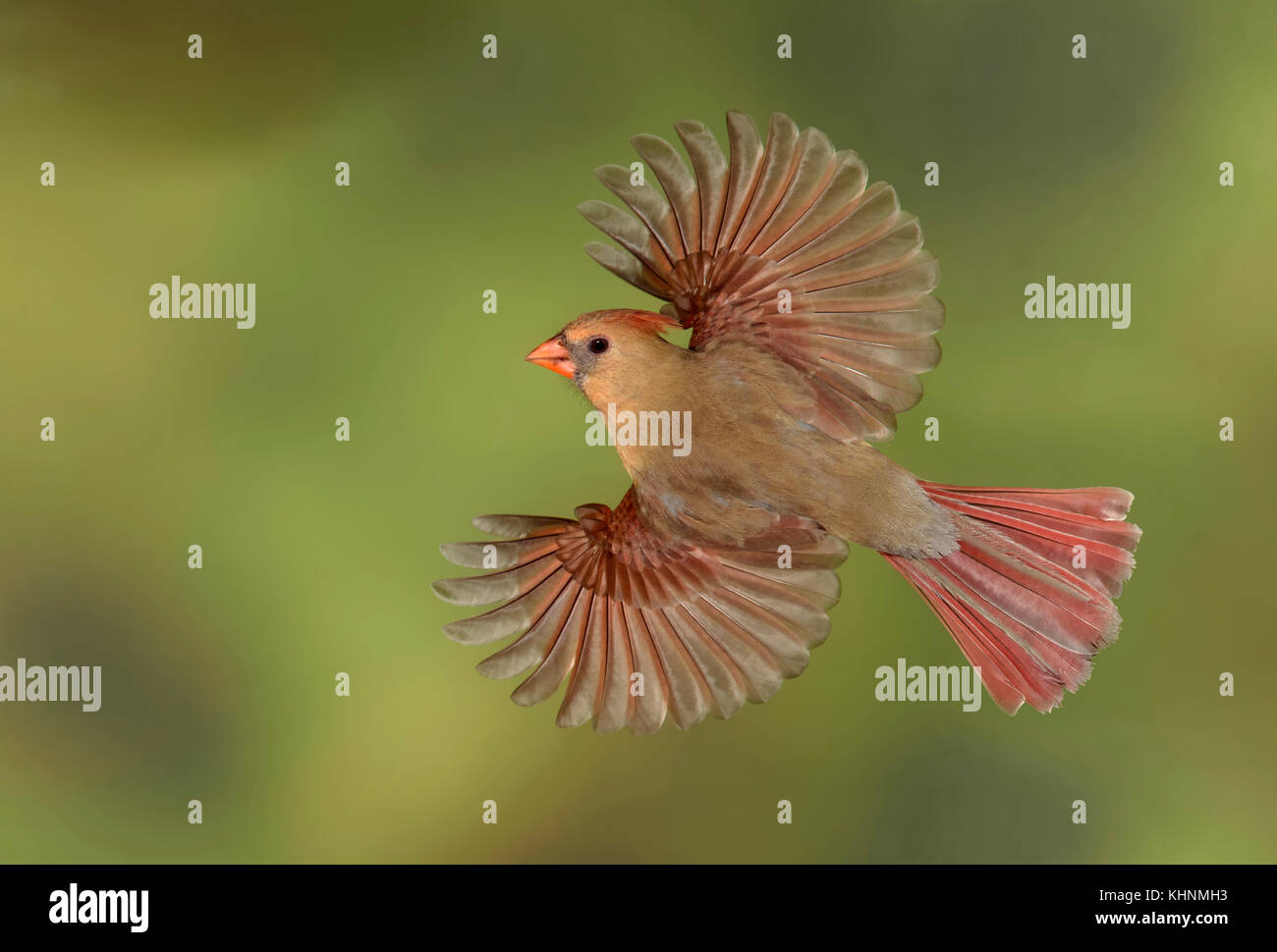 Northern Cardinal (Cardinalis cardinalis) female flying, Texas Stock ...