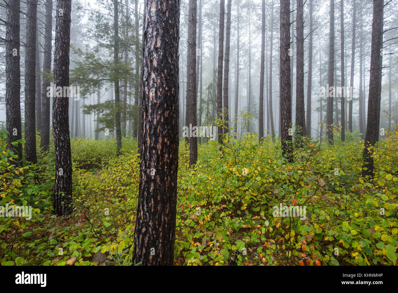 Red Pine (Pinus resinosa) trees in fog in autumn near Grand Marais ...