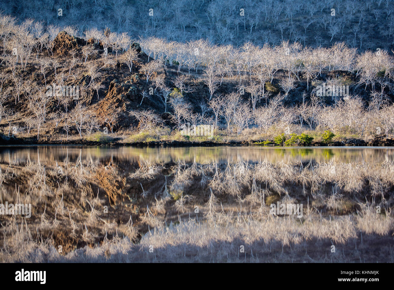 Palo Santo (Triplaris sp) trees reflected in water, Tagus Cove, Isabela ...