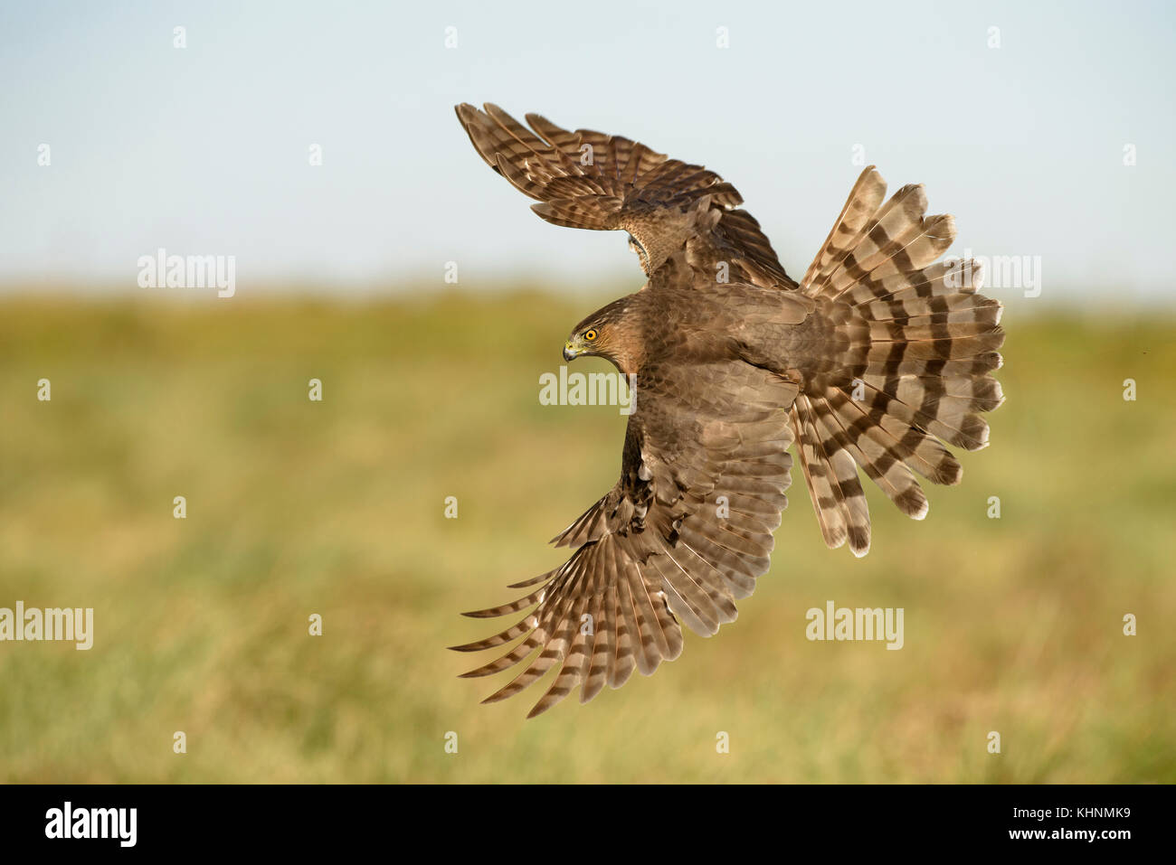 Cooper's Hawk (Accipiter cooperii) female flying, Texas Stock Photo - Alamy