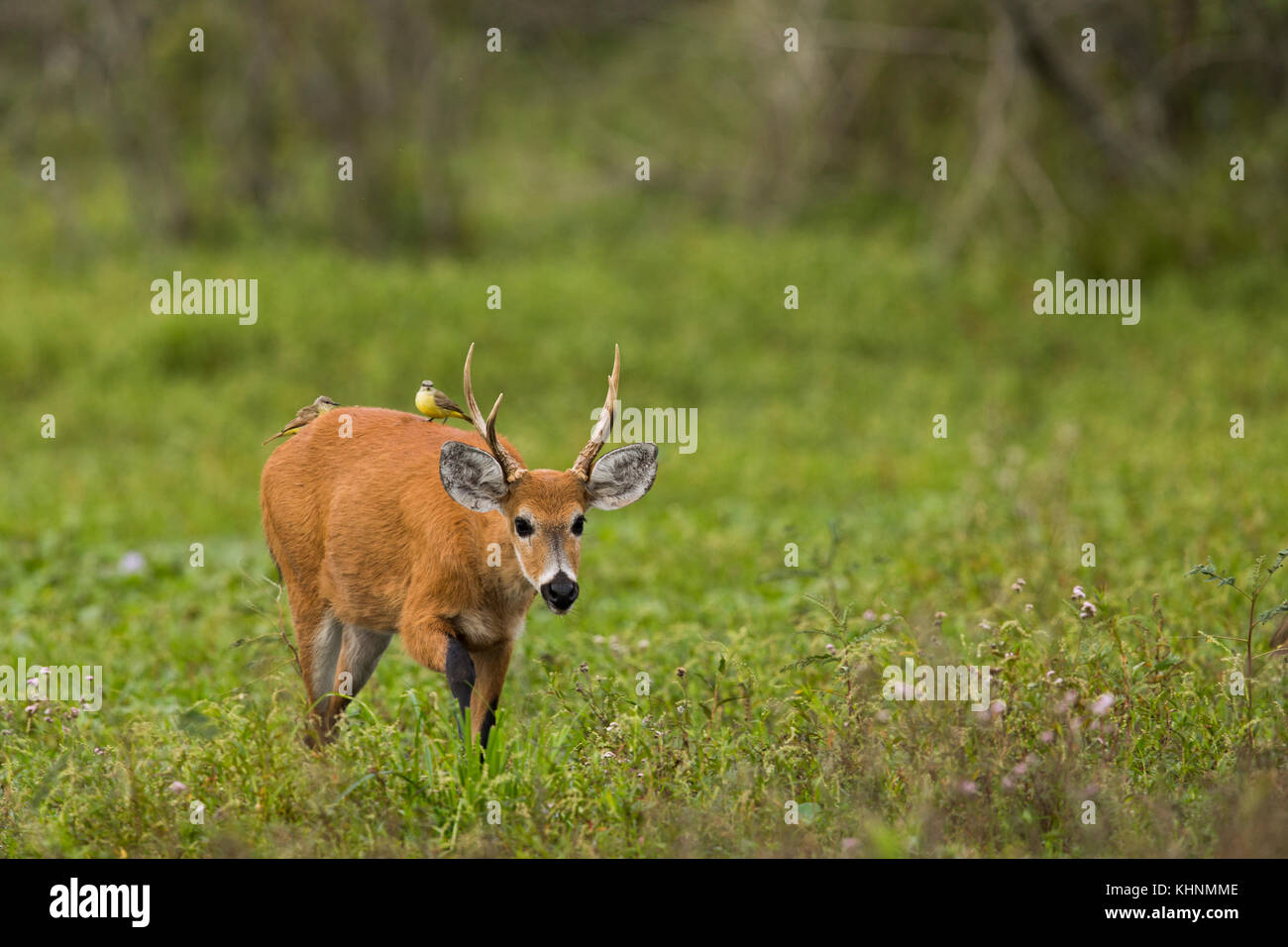 Marsh Deer (Blastocerus dichotomus) buck in marsh with Cattle Tyrant ...