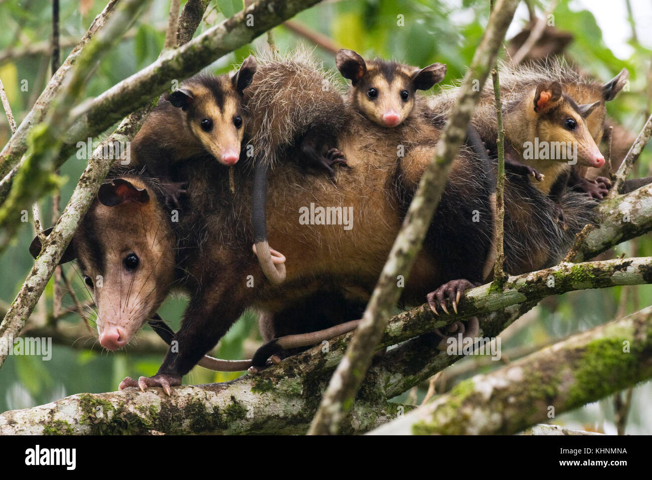 Common Opossum (Didelphis marsupialis) mother with joeys in tree ...