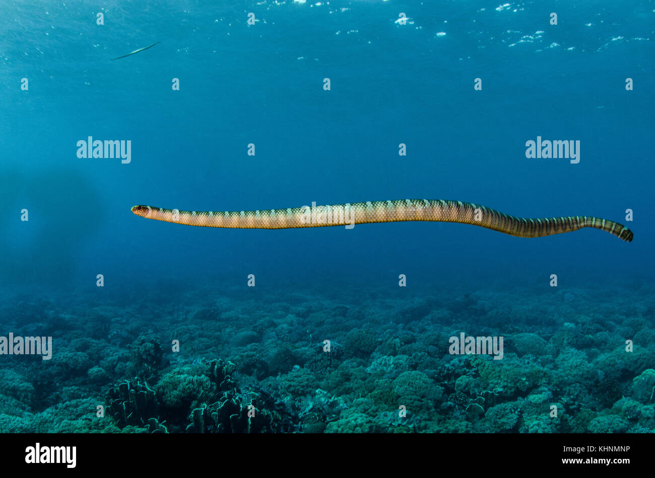 Broad-banded Blue Sea Krait (Laticauda semifasciata), Gili Air, Banda ...