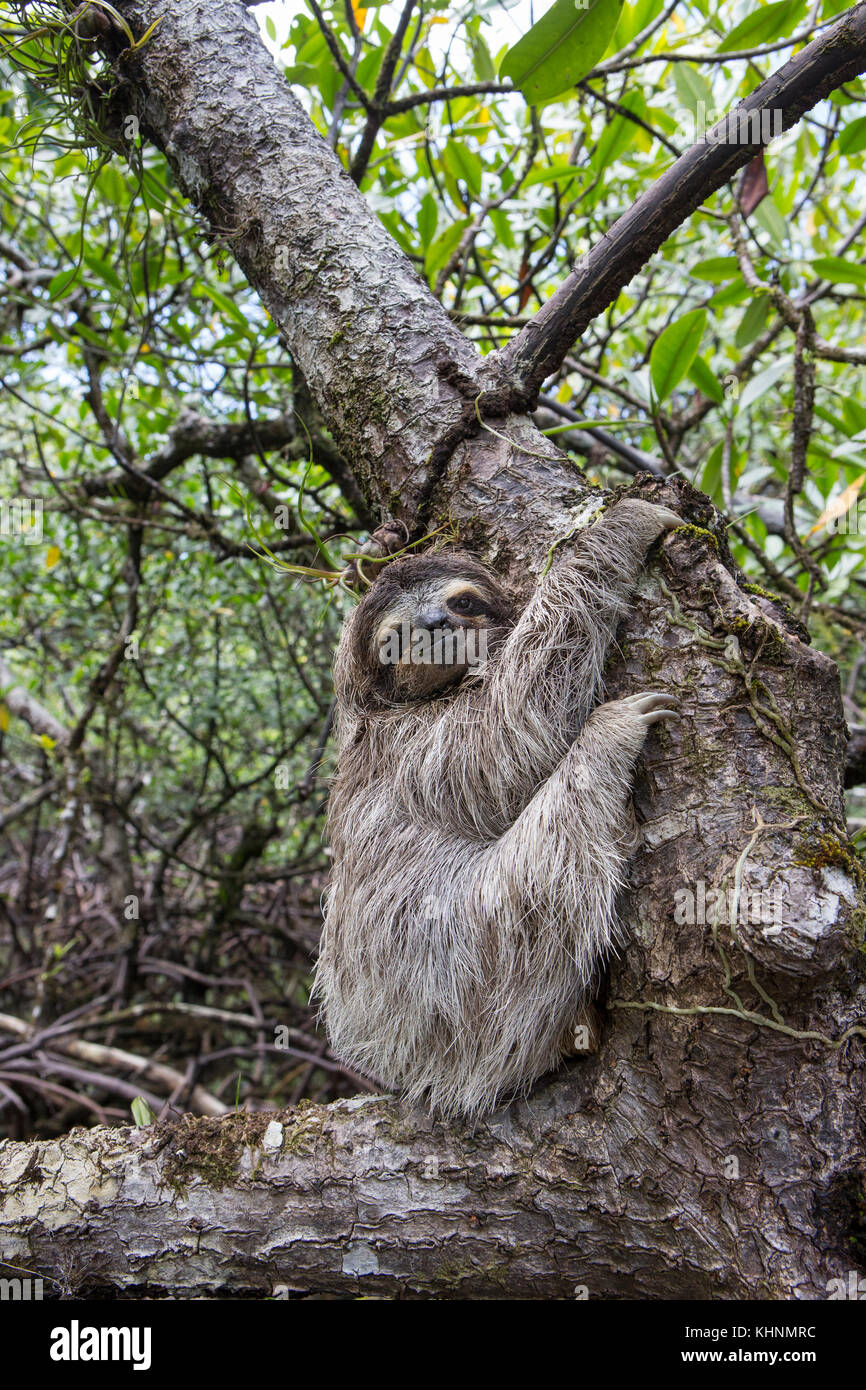 Pygmy Three-toed Sloth (Bradypus pygmaeus), Isla Escudo de Veraguas ...