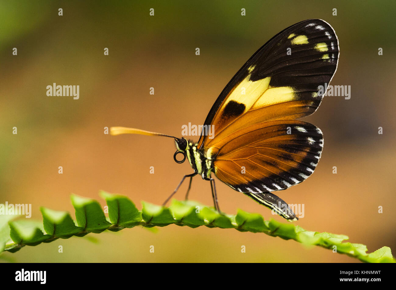 Heliconius Butterfly (Heliconius sp), Mindo Cloud Forest, Ecuador Stock ...