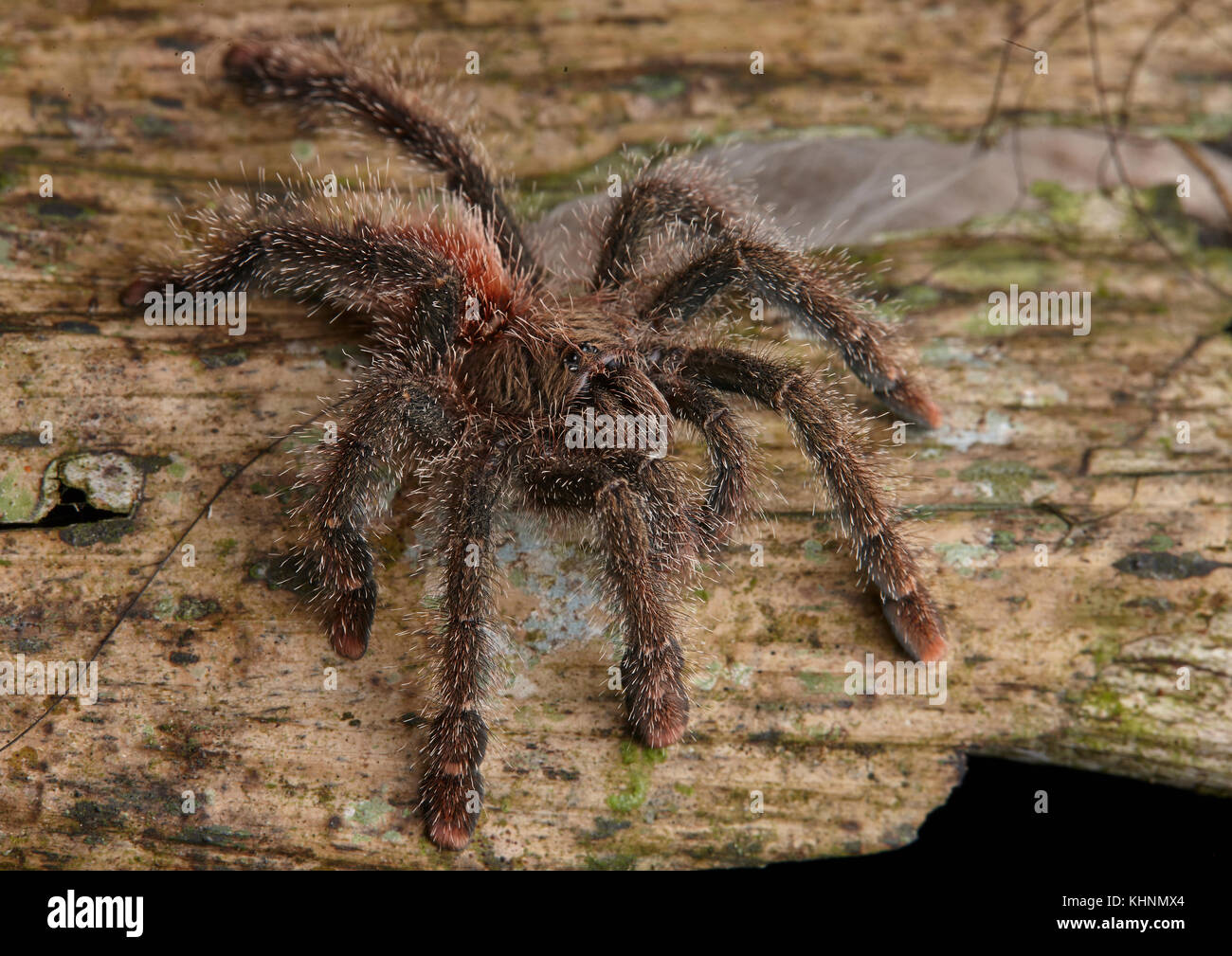 Tarantula (Avicularia sp), Yasuni National Park, Ecuador Stock Photo ...