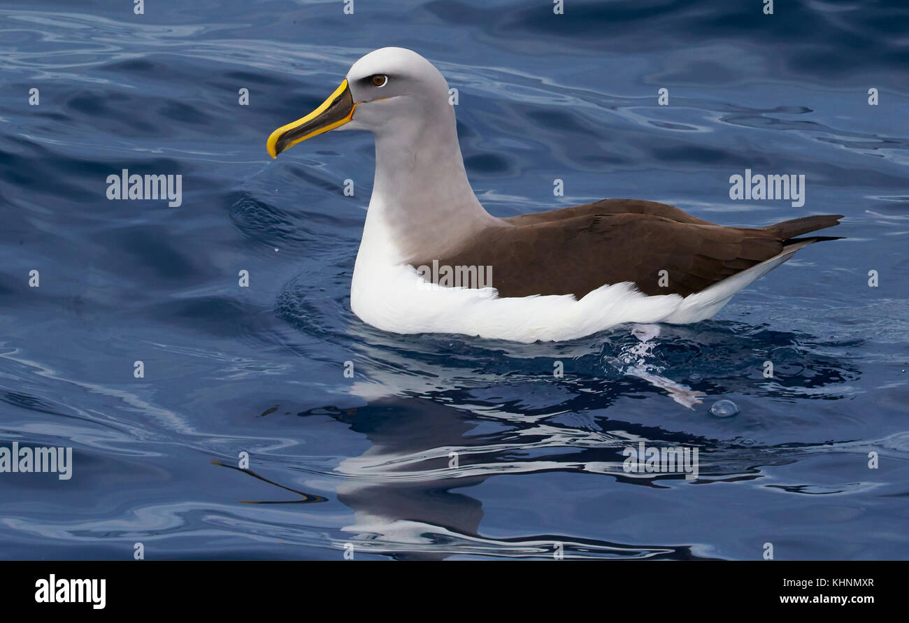 Buller's Albatross (Thalassarche bulleri), Eaglehawk Neck, Tasmania ...