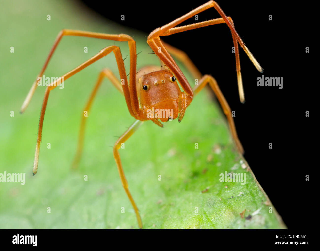 Crab Spider (Amyciaea sp), ant mimic, Udzungwa Mountains National Park ...