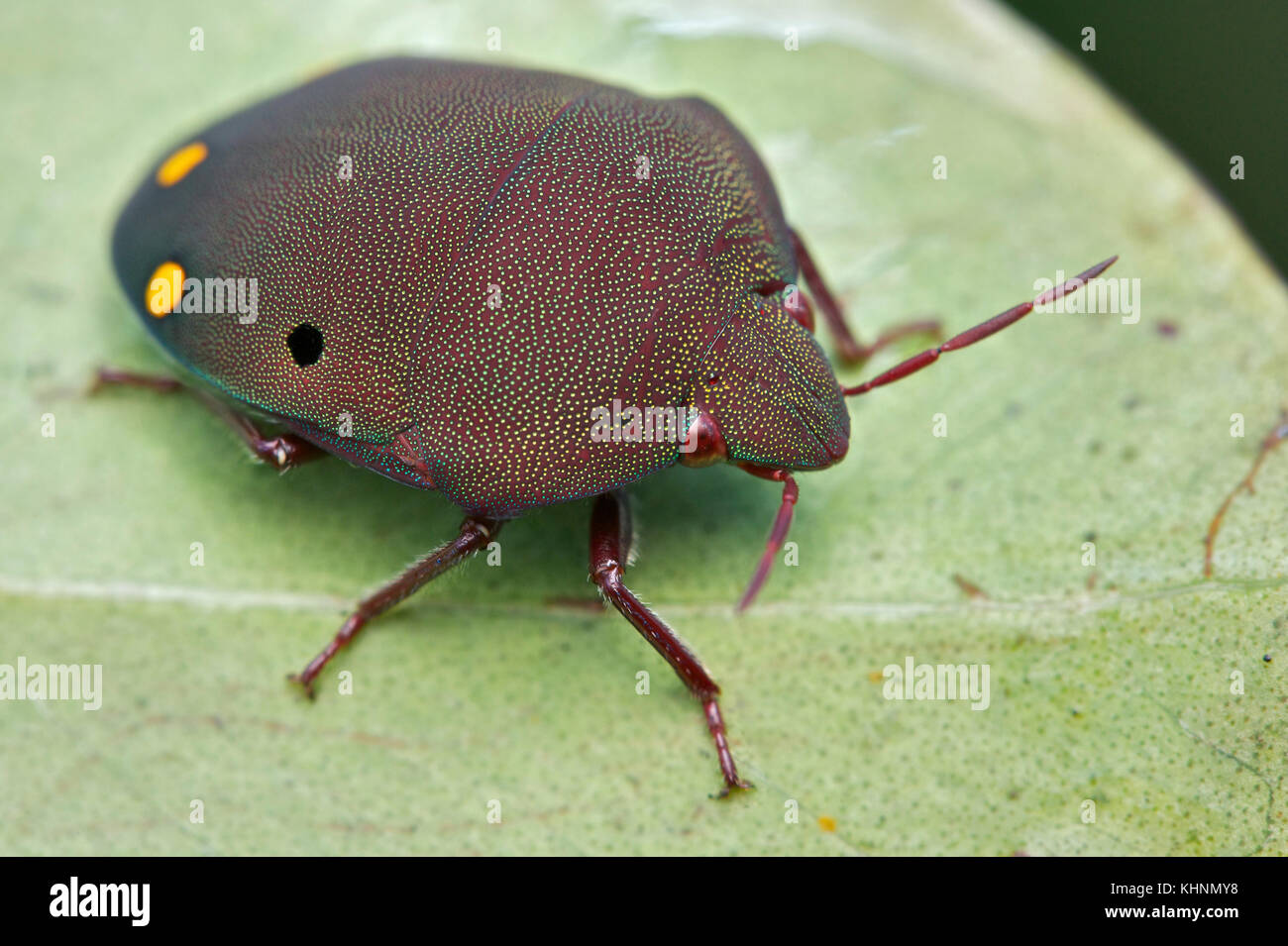 Jewel Bug (Scutelleridae), Antananarivo, Madagascar Stock Photo - Alamy
