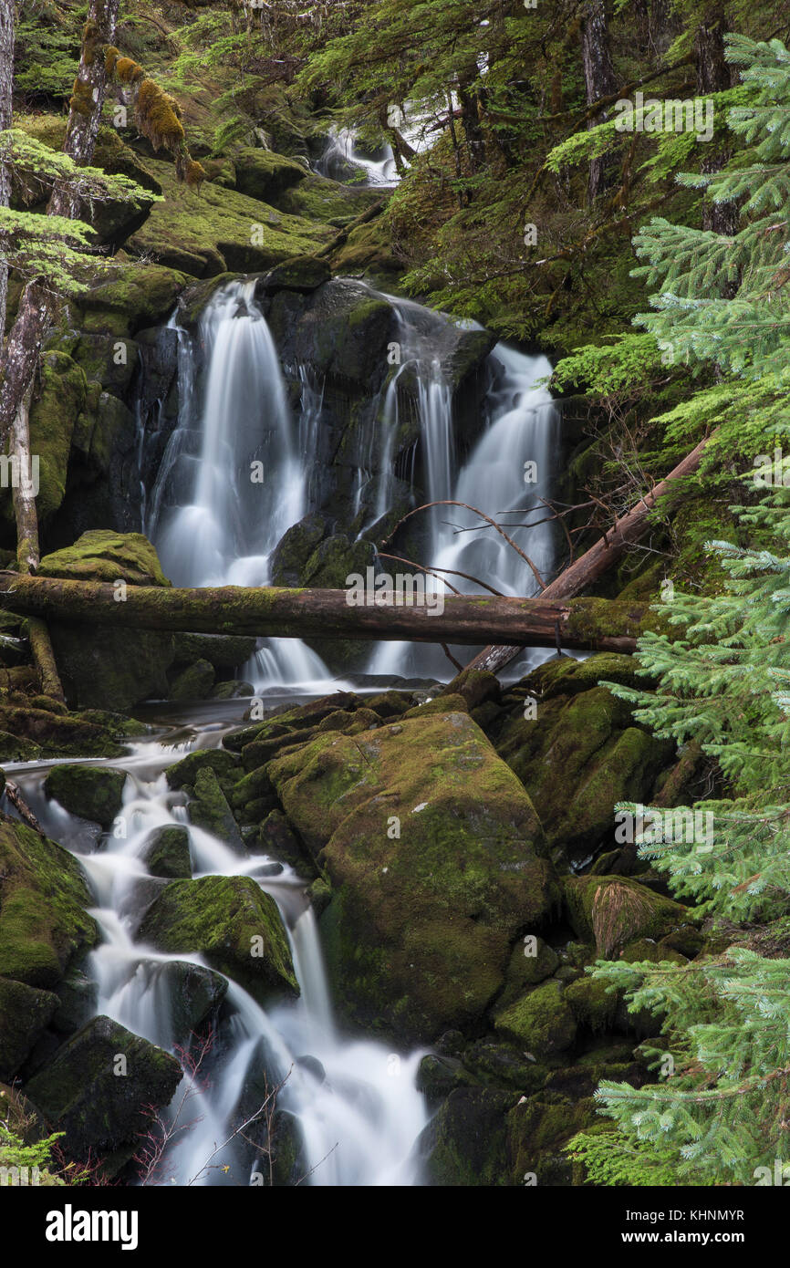 Cascading temperate rainforest creek, Wrangell Island, Alaska Stock ...