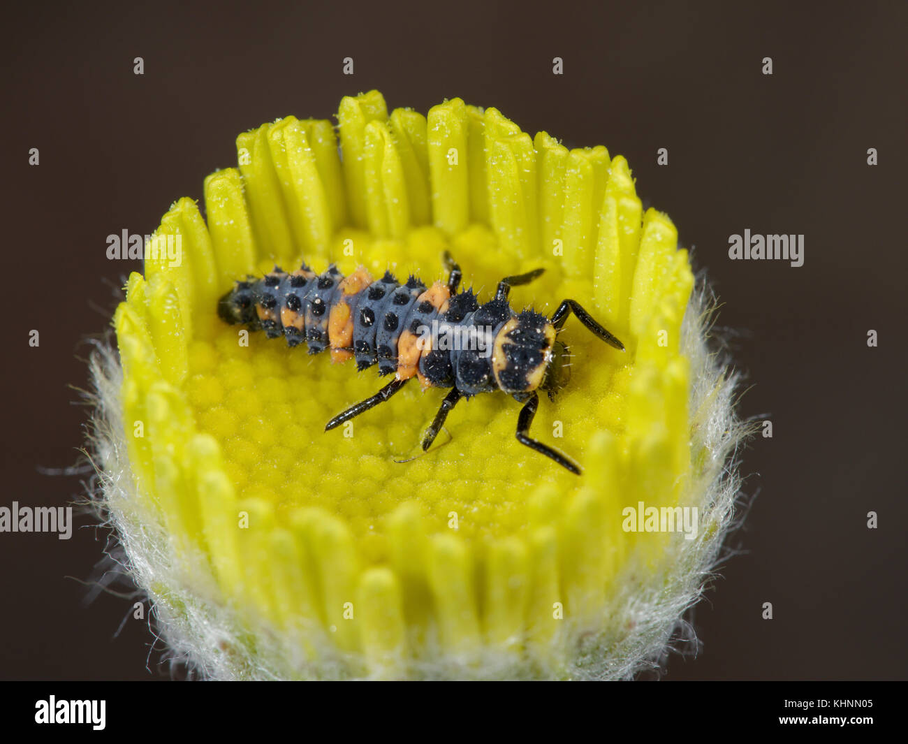 Ladybug (Coccinellidae) larva on desert wildflower, Beaver Dam Wash ...