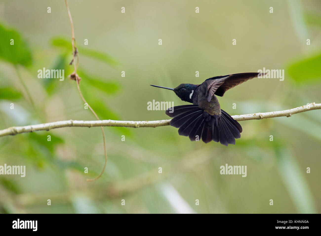 Black Inca (Coeligena prunellei) hummingbird stretching, Colombia Stock ...