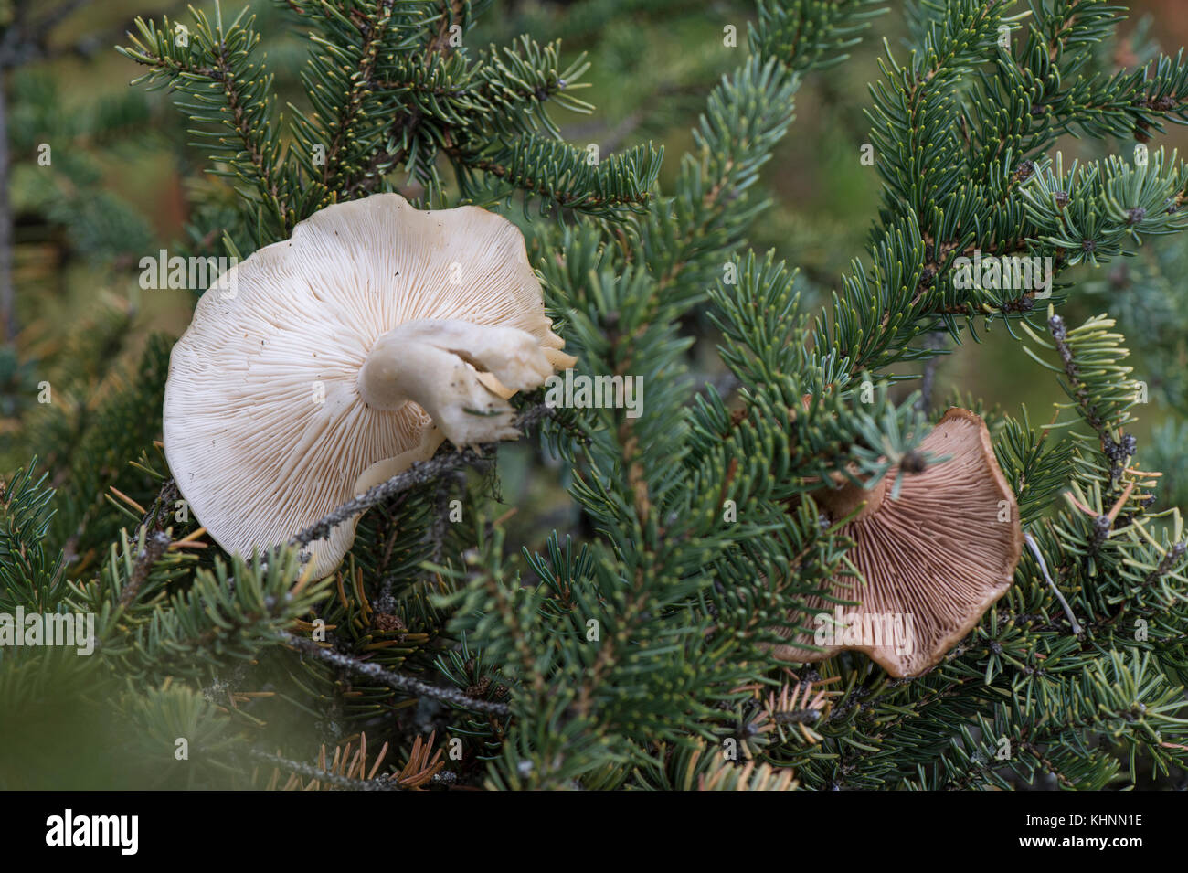 Douglas's Squirrel (Tamiasciurus douglasii) placed mushrooms drying in ...