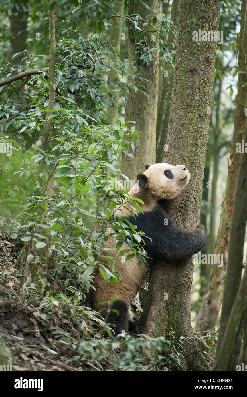 Giant Panda (Ailuropoda melanoleuca) climbing tree, Wolong Nature ...
