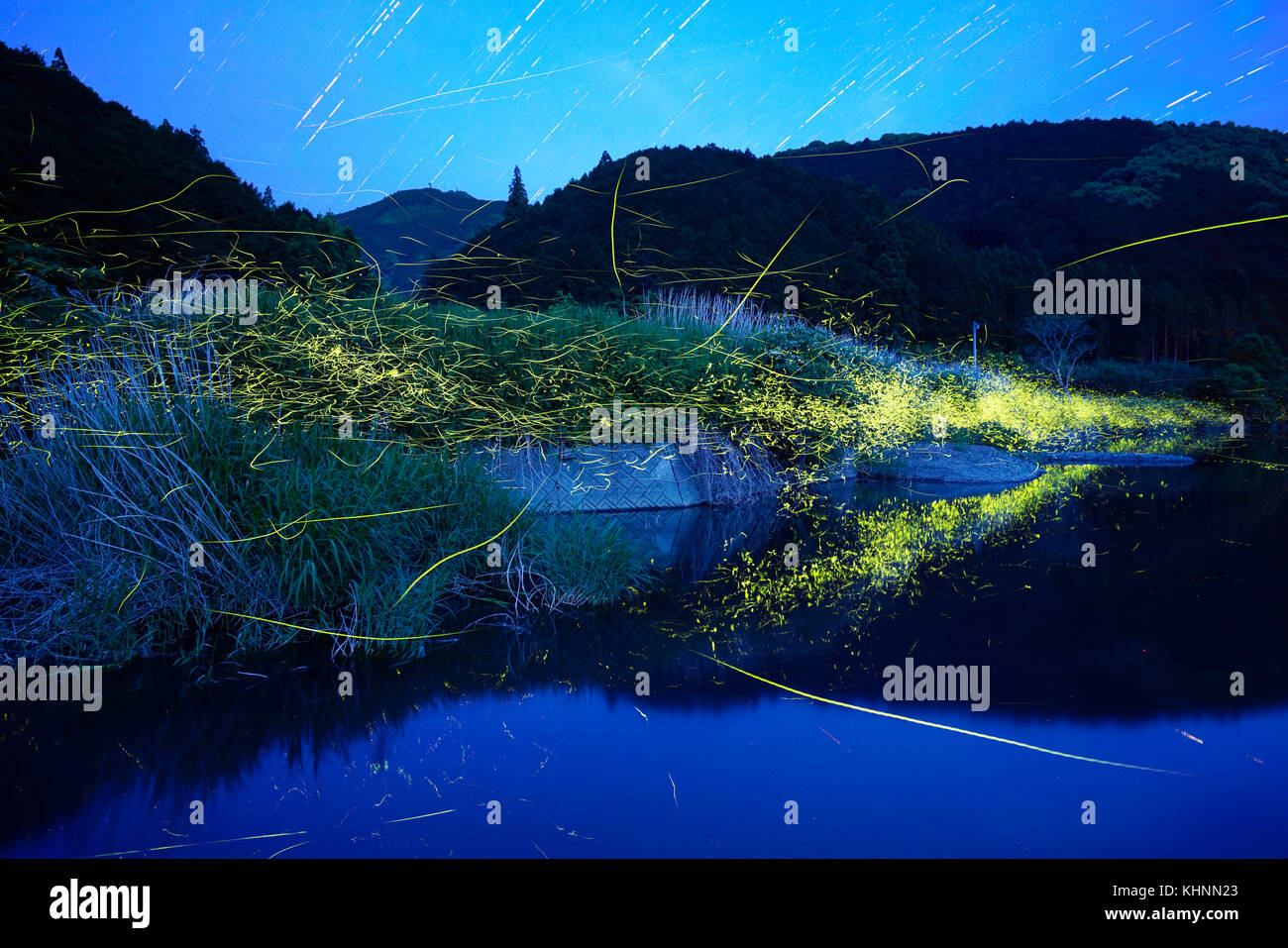 Japanese Firefly (Luciola cruciata) group flying along river at night ...
