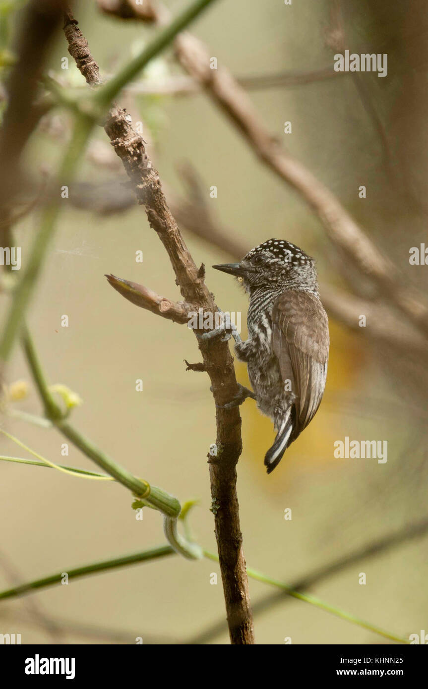 Ecuadorian Piculet (Picumnus sclateri), Ecuador Stock Photo - Alamy