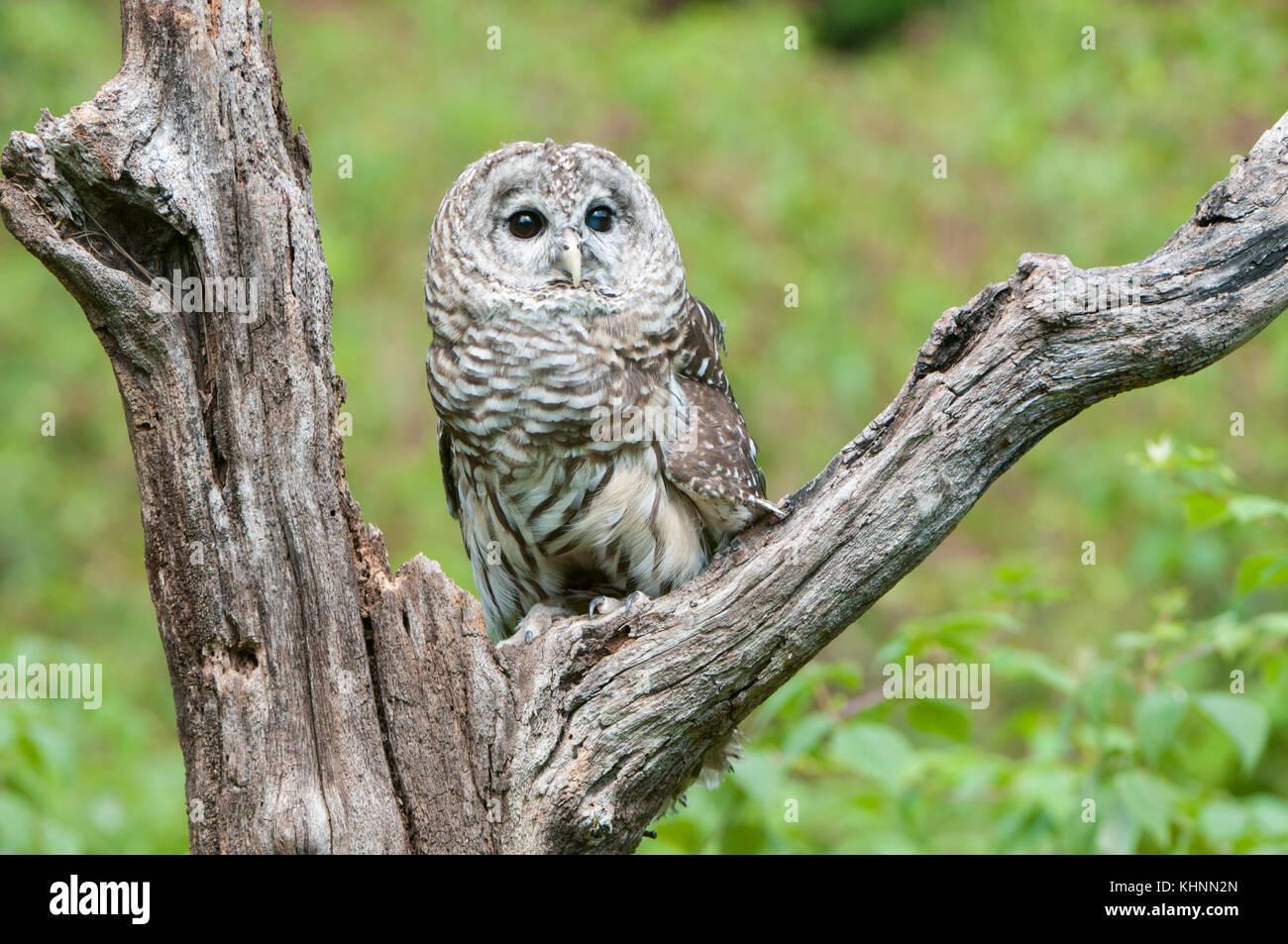 Barred Owl (Strix varia), Howell Nature Center, Michigan Stock Photo ...