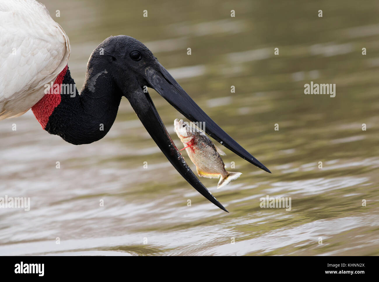 Jabiru Stork (Jabiru mycteria) eating fish prey, Pantanal, Brazil Stock ...