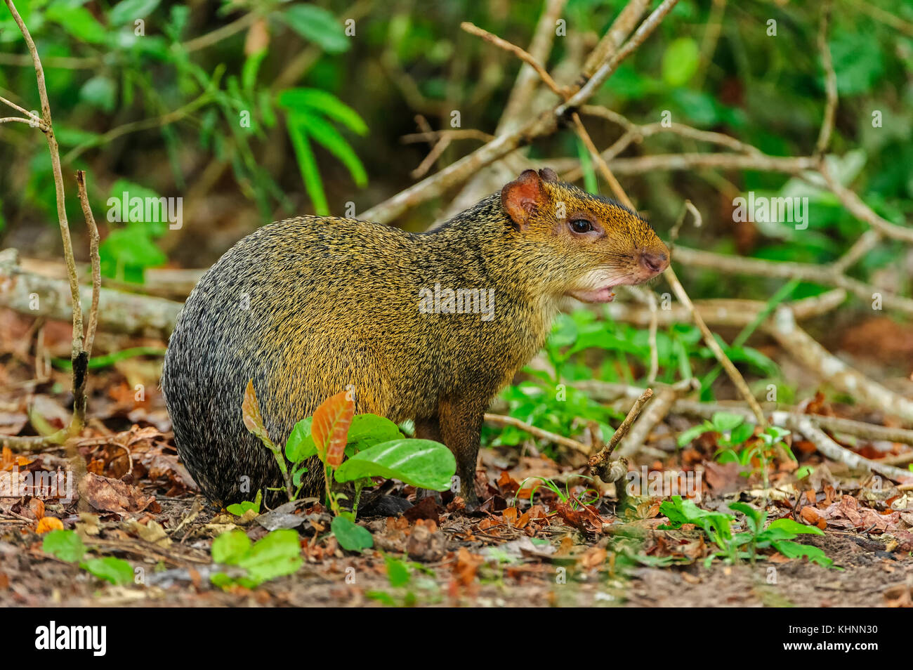 Azaras Agouti (Dasyprocta azarae), Pantanal, Mato Grosso, Brazil Stock ...