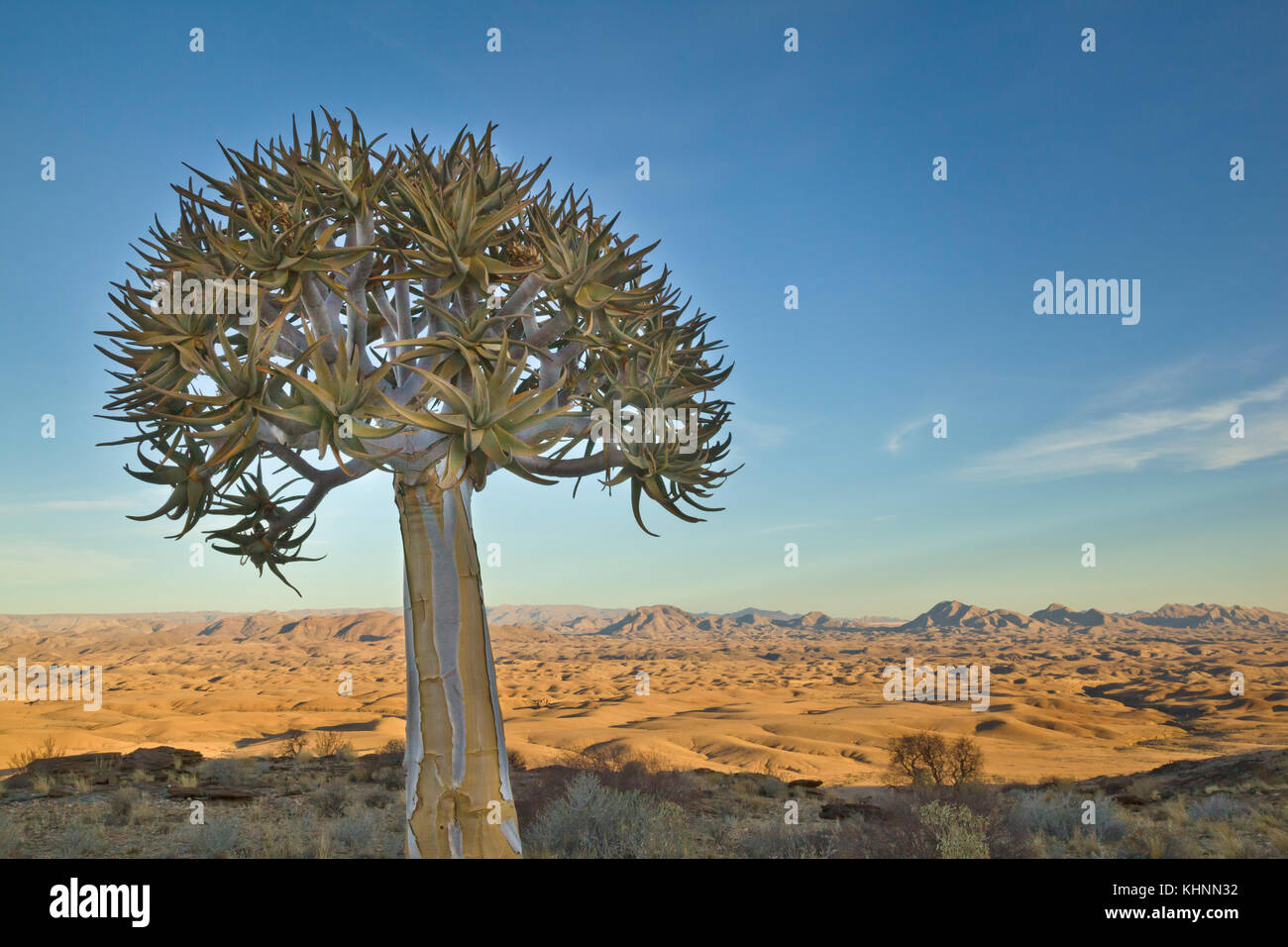 Quiver Tree (Aloe dichotoma) in desert, Namib Desert, Namibia Stock ...