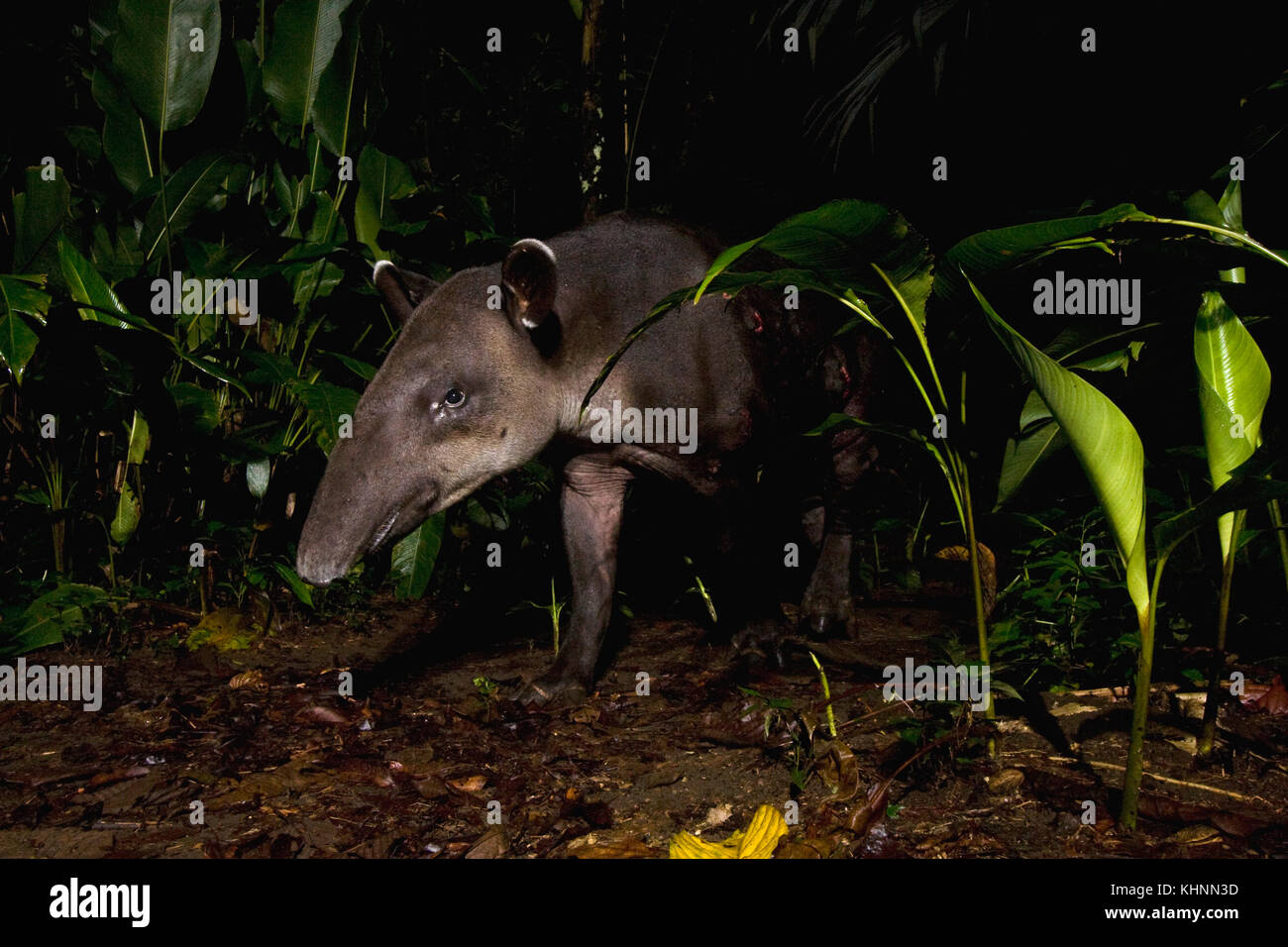 Baird's Tapir (Tapirus bairdii) male in rainforest, Tortuguero National ...