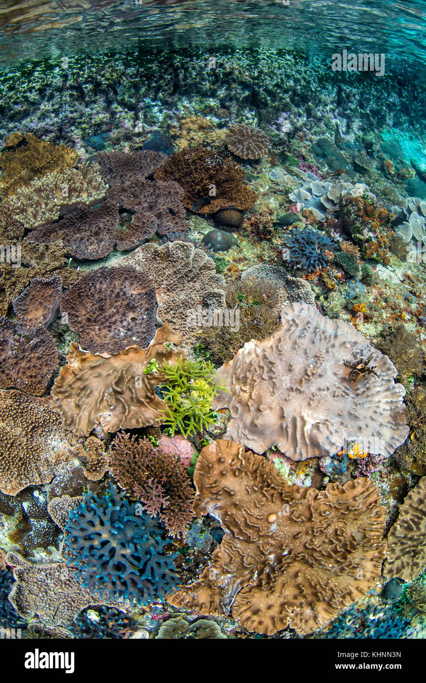 Soft Coral (Sinularia sp) in coral reef, Raja Ampat Islands, Indonesia ...