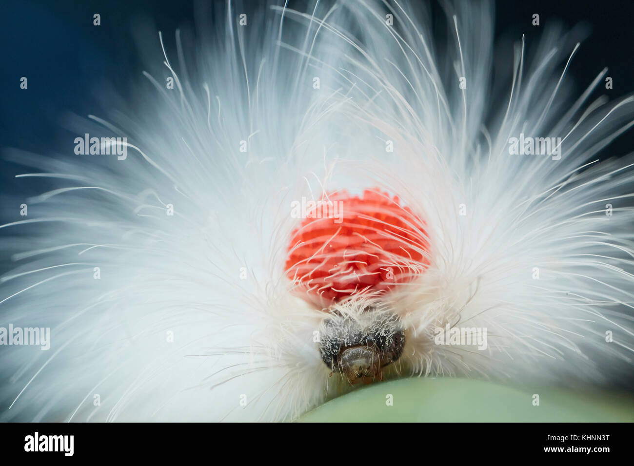 Metalmark (Riodinidae) caterpillar with balloon setae, specialized ...