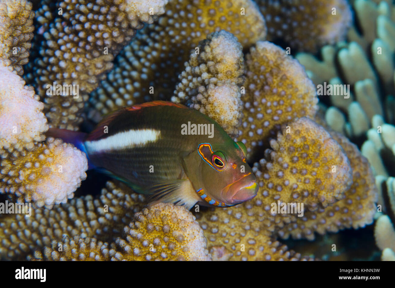 Arc-eye Hawkfish (Paracirrhites arcatus), Banda Sea, Indonesia Stock ...