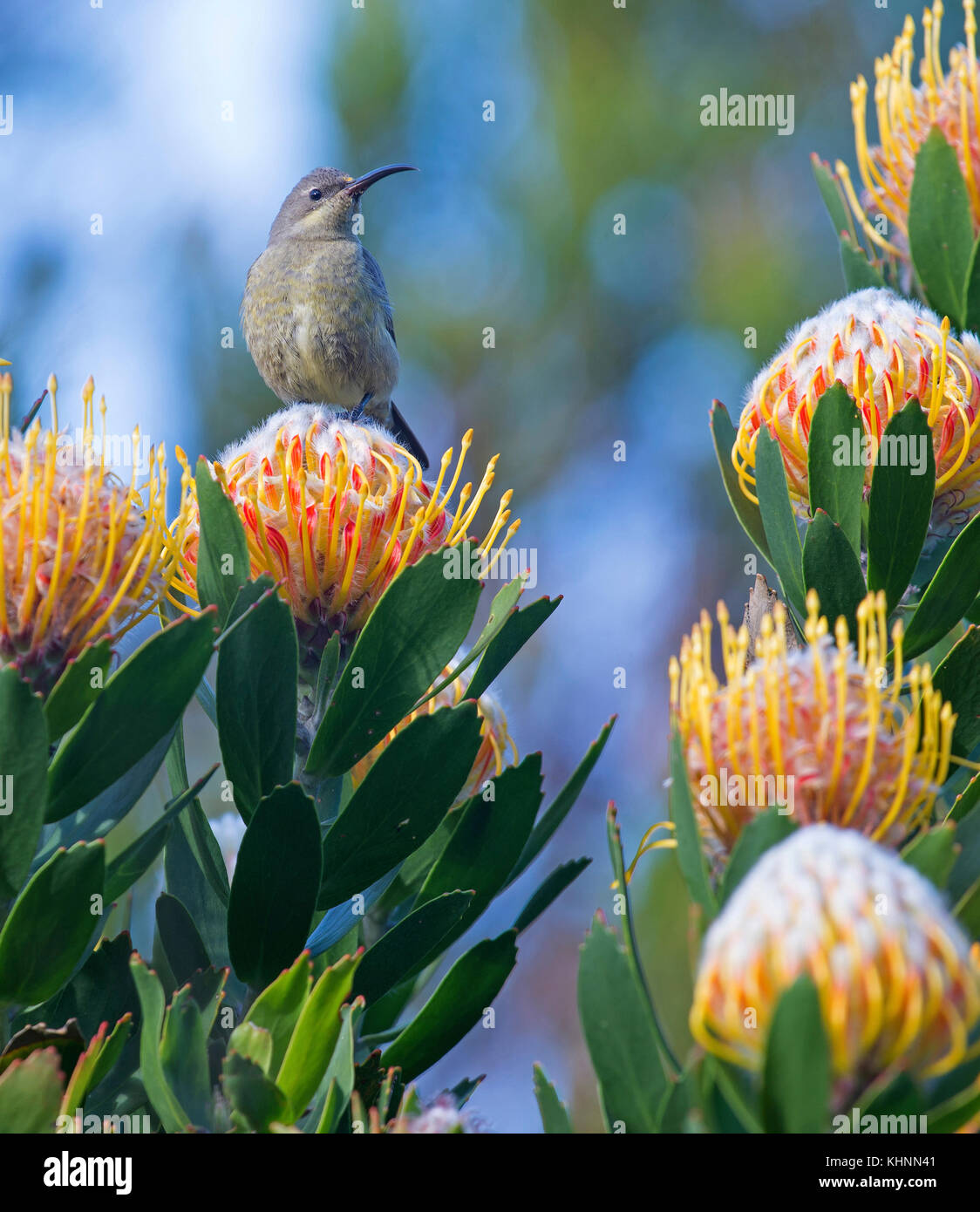 Malachite Sunbird (Nectarinia famosa) female on protea, Cape Town ...