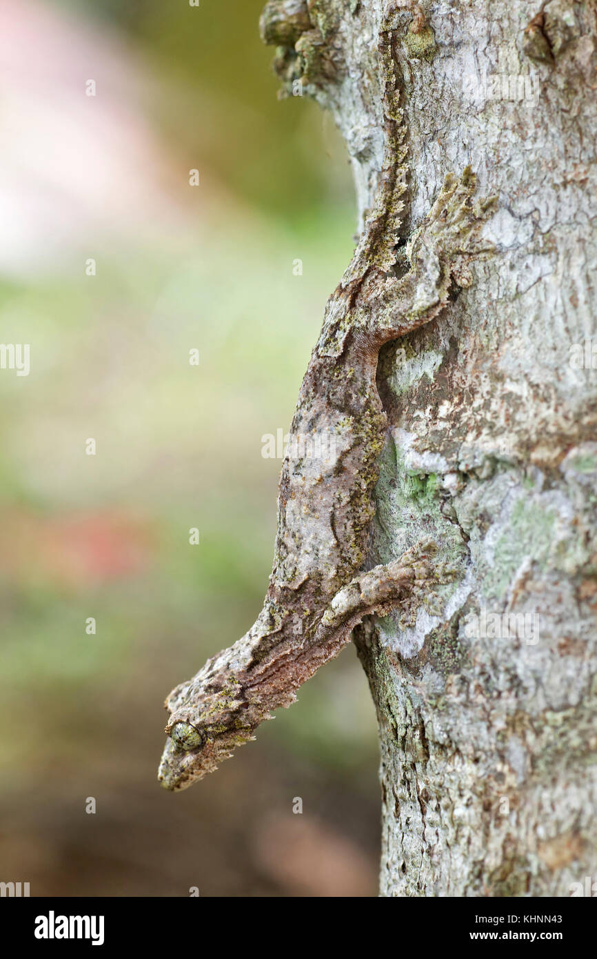 Sabah Flying Gecko (Ptychozoon rhacophorus), Mount Kinabalu National ...