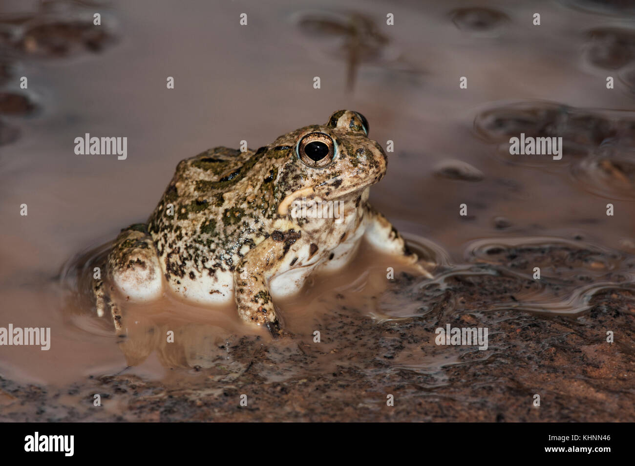 Tremolo Sand Frog (Tomopterna cryptotis), Marakele National Park ...